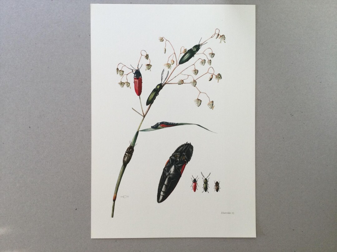 1969 Insects Wireworm, Lacon, Elateridae, Coleoptera, Insect Prints ...