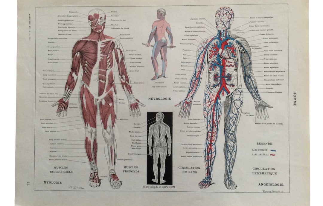 Anatomie, menselijk lichaam, skeletspieren groot formaat originele ...