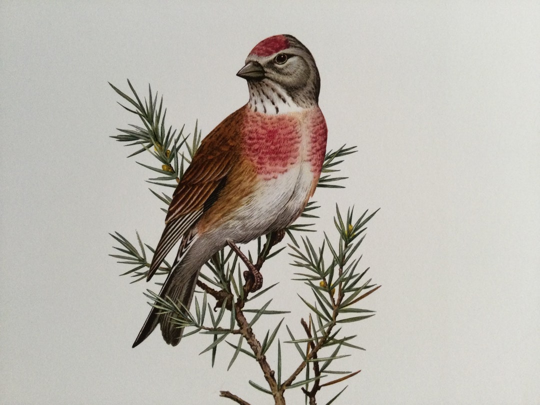 1969 Linnet, Birds, Birds on Branch, Vintage Birds Print, Old Birds ...