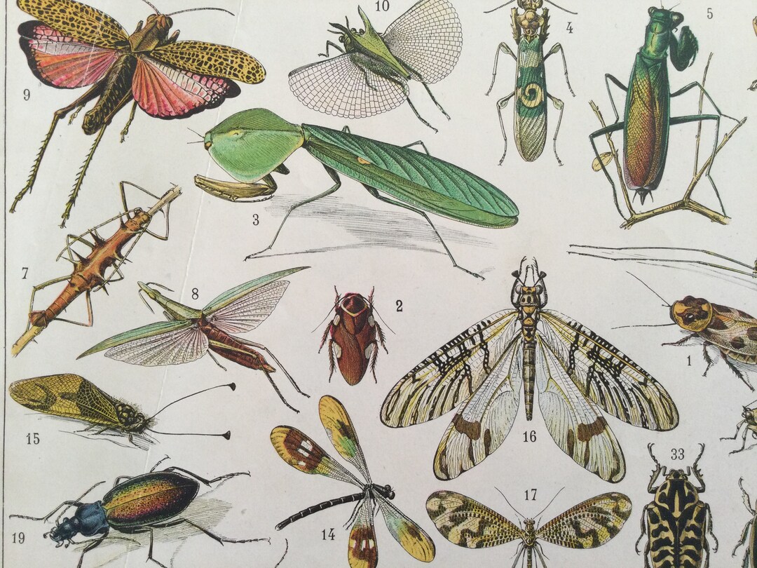 Insects Original Board Old Insect Illustration Beetle - Etsy UK