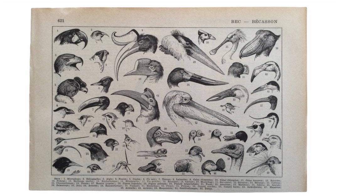 1897 Birds' Beaks Old Illustration Original Plate Birds Poster, Vintage ...