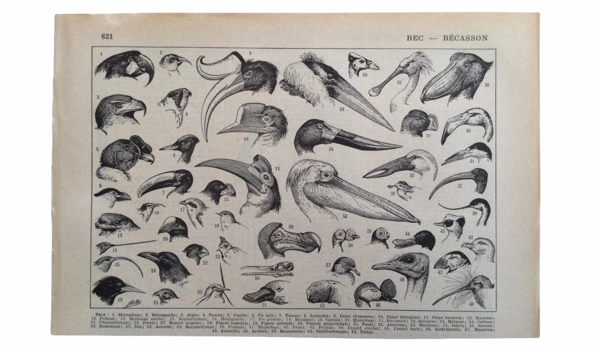 1897 Birds' Beaks Old Illustration Original Plate Birds Poster, Vintage ...