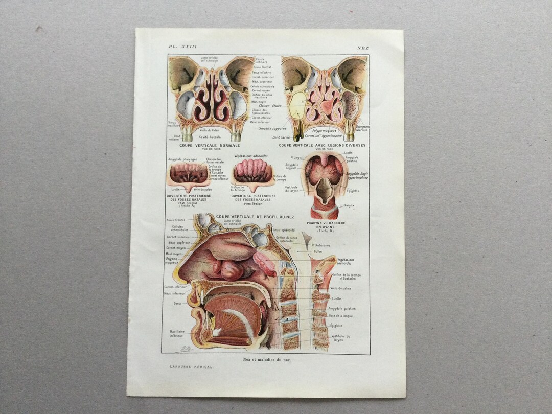 Anatomy of the NOSE Diseases of the Nose, Human Body - Human Body ...