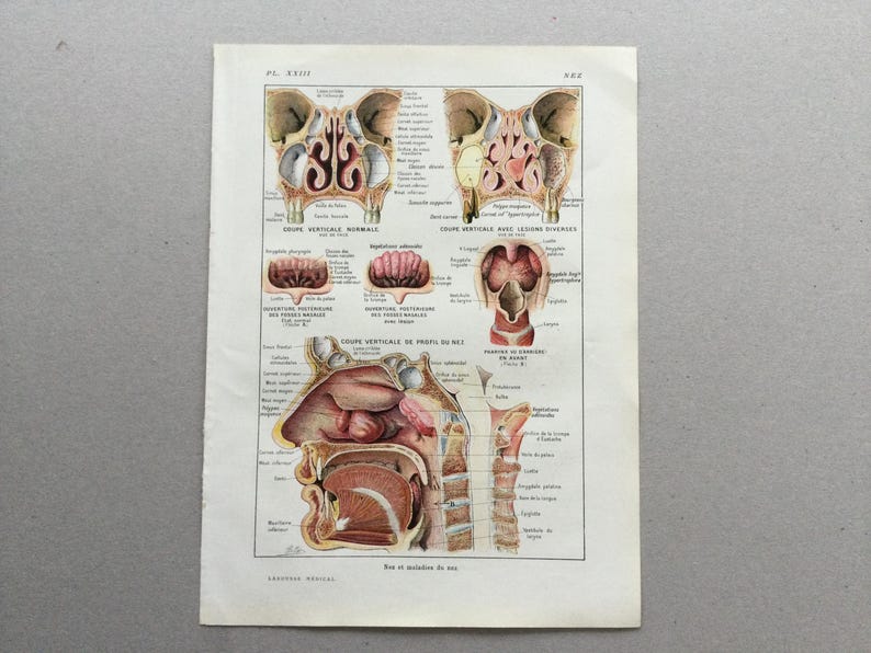 Anatomy of the NOSE Diseases of the Nose, Human Body - Human Body ...