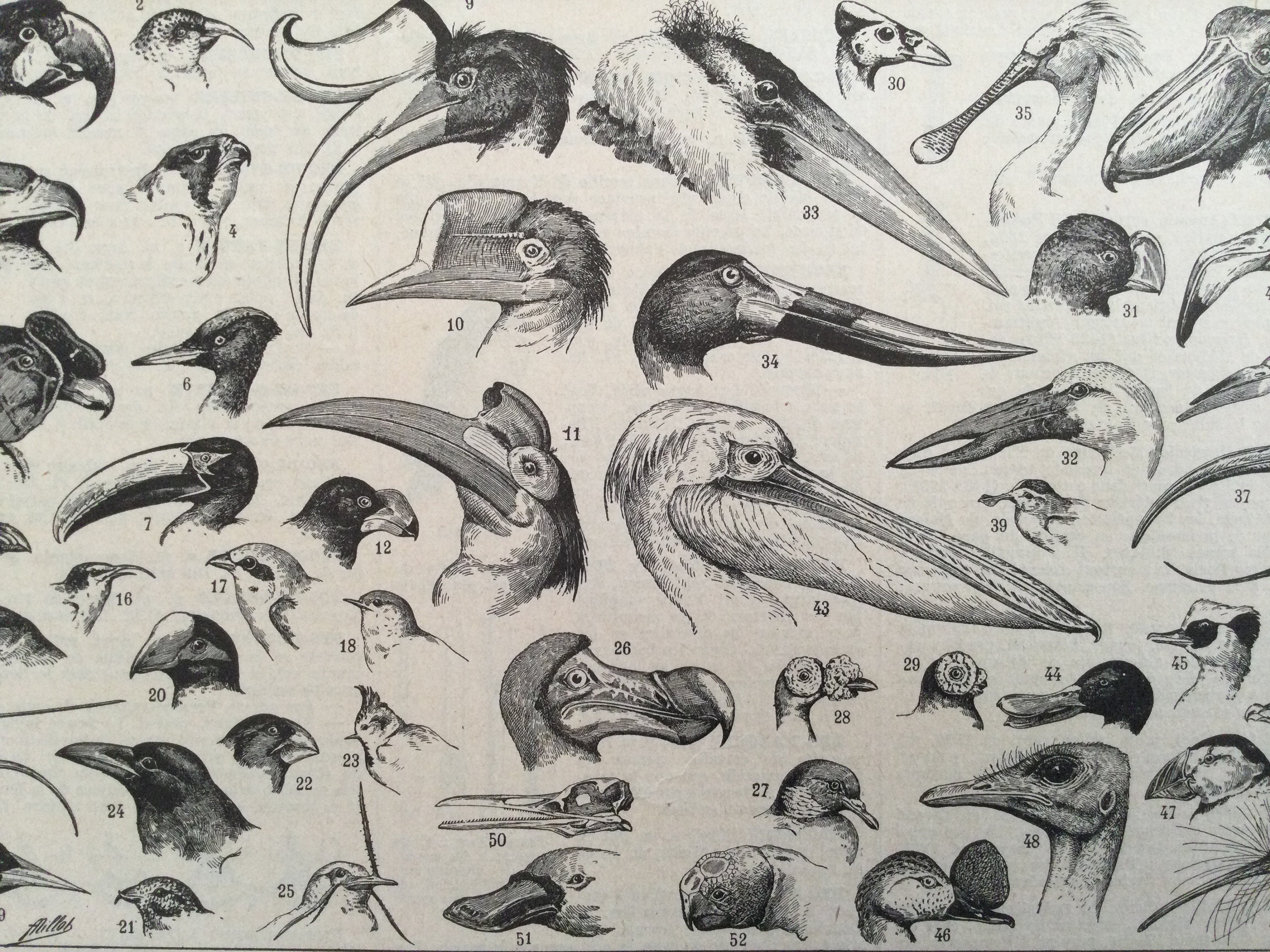1897 Birds' Beaks Old Illustration Original Plate Birds Poster, Vintage ...