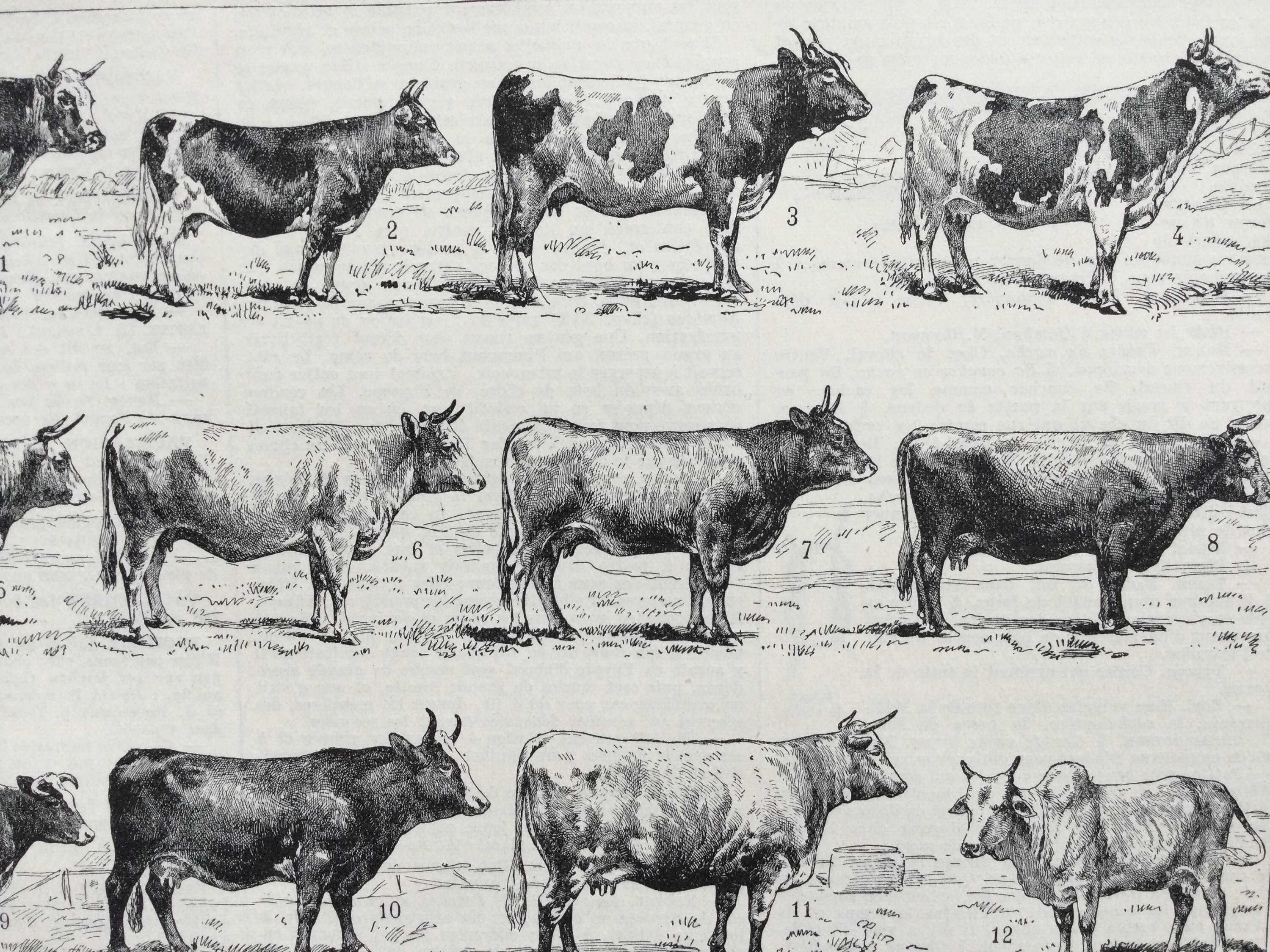 Original Board Breeds of Cows Original Board Old Illustration, Larousse ...