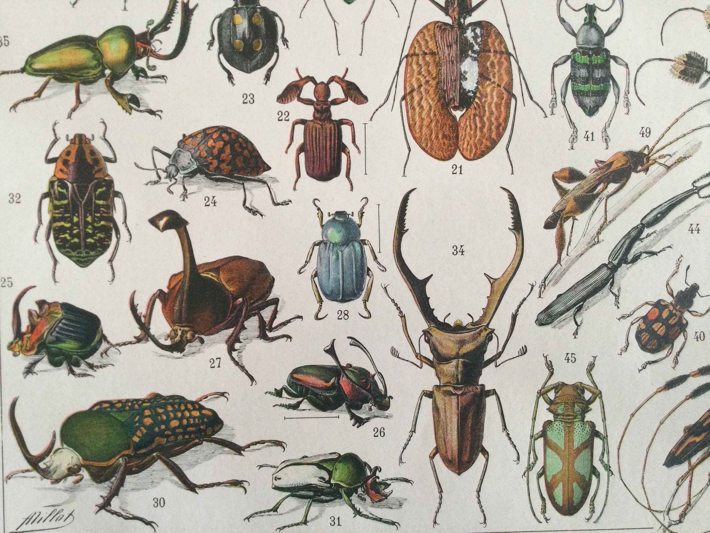 Insects Original Board Old Insect Illustration Beetle - Etsy UK