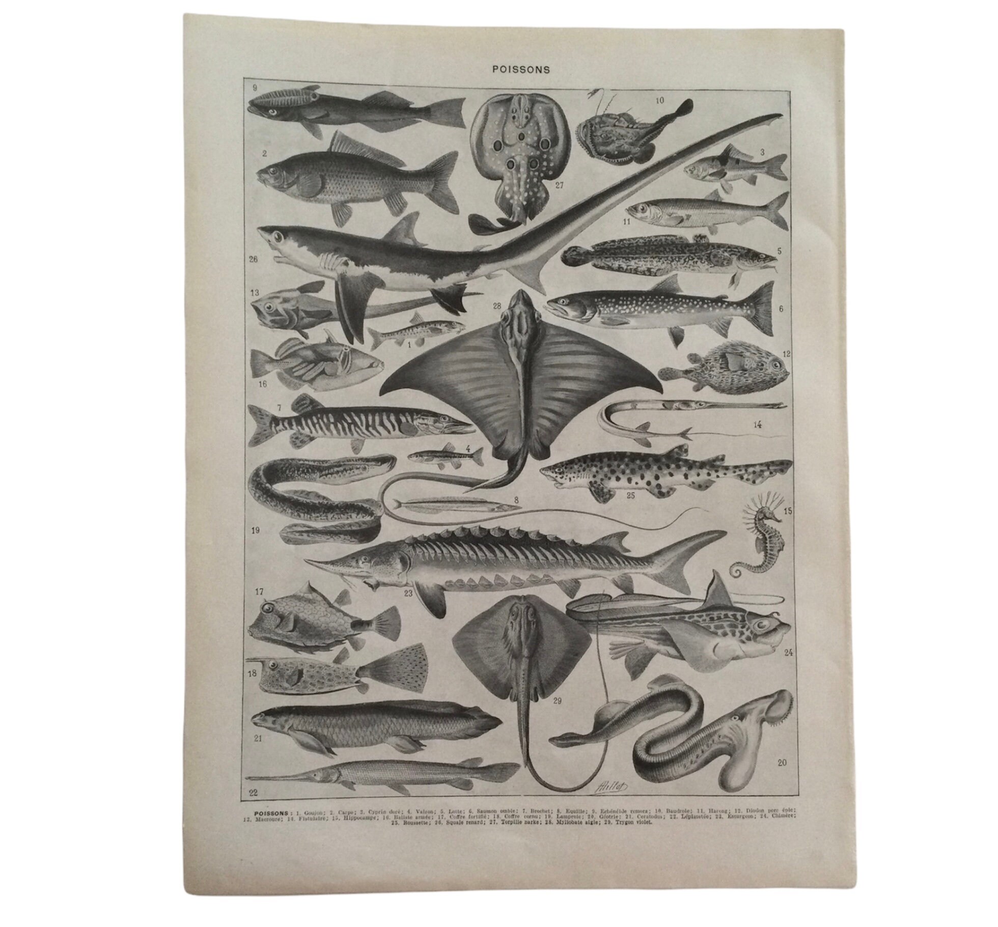 Sea Fish, Ray Eel Tuna Swordfish Fish Poster Old Illustration, Antique ...