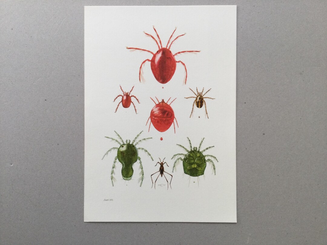 Halloween Spiders, Acari, Mites, Arachnids, Antique Illustration ...