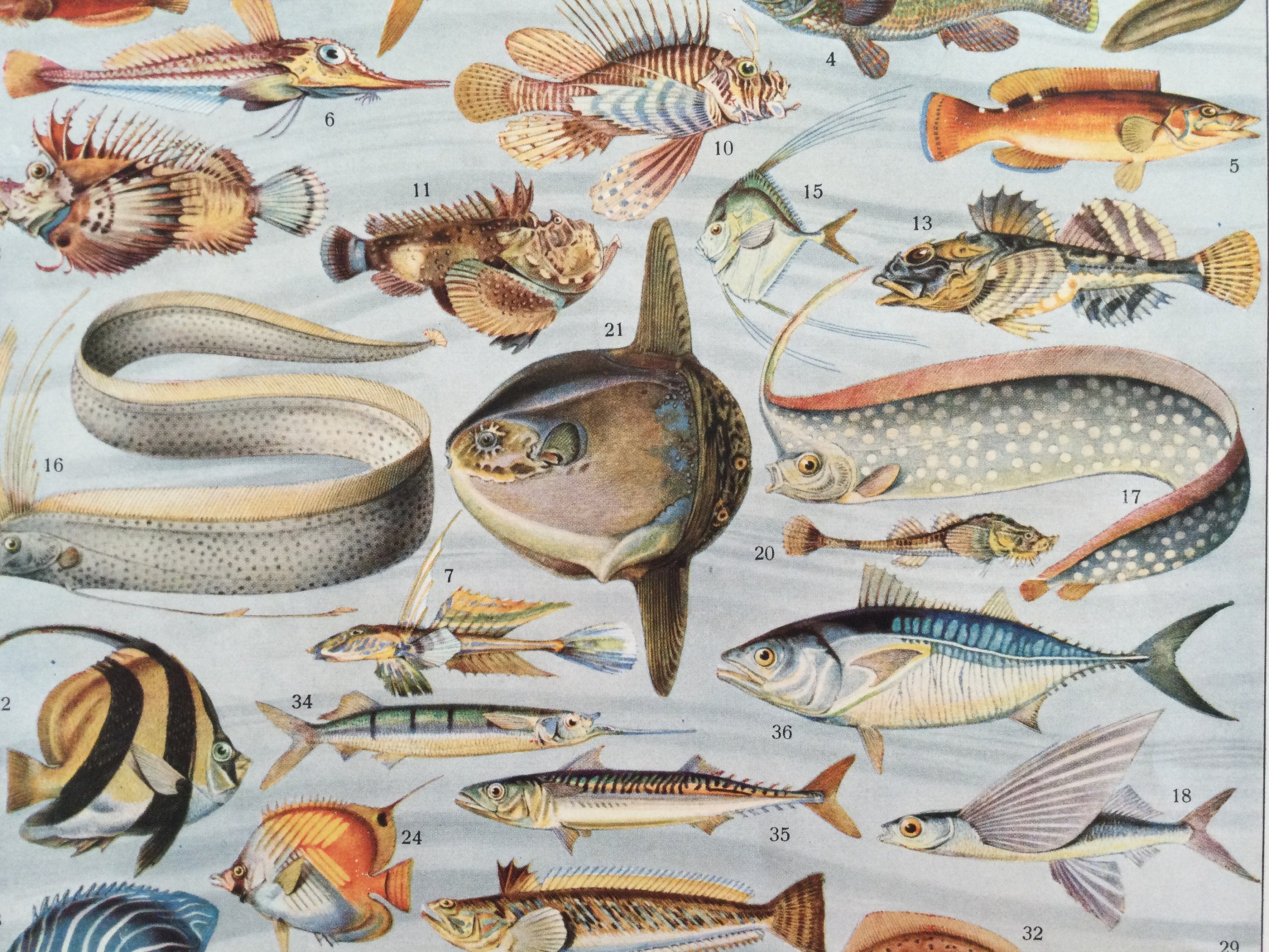 Sea Fish, Ray Eel Tuna Swordfish Fish Poster Old Illustration, Antique ...