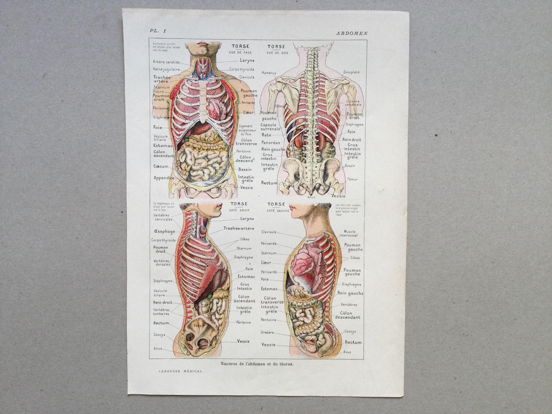Thorax, Abdomen, Viscera, Nerves of the Viscera, Human Body Anatomy ...