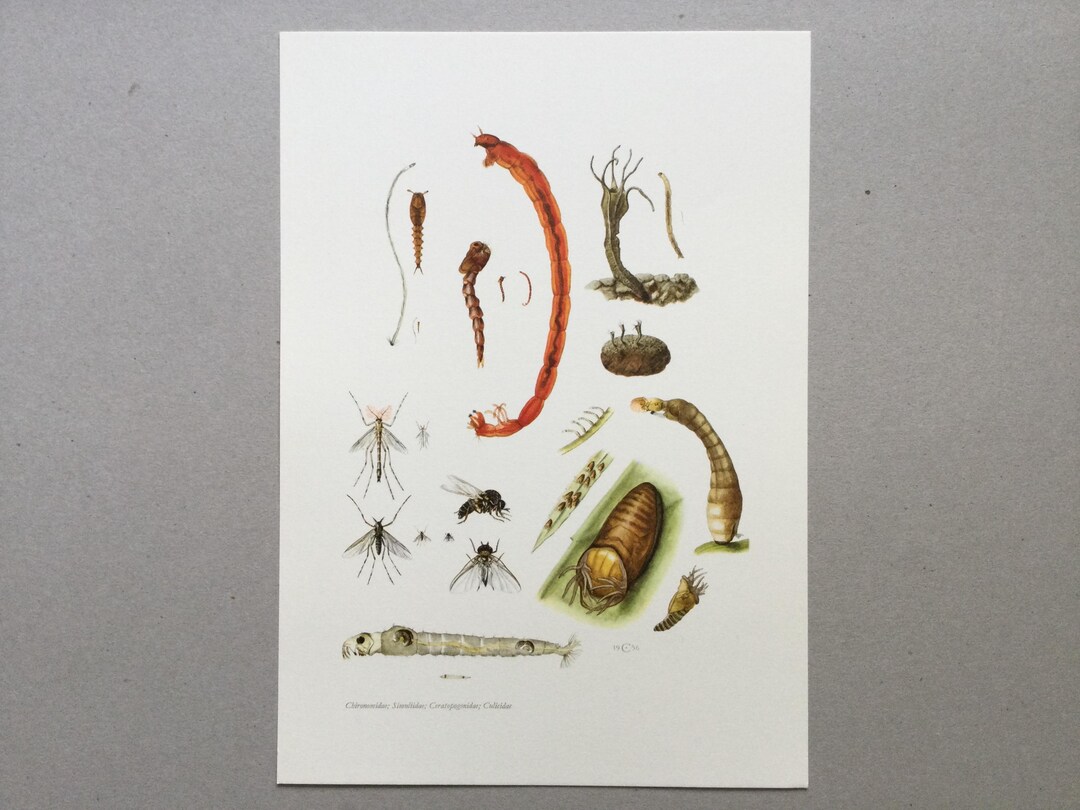 Larvae, Nymphs, Chironomids, Diptera Orders, Insect Prints, Vintage ...