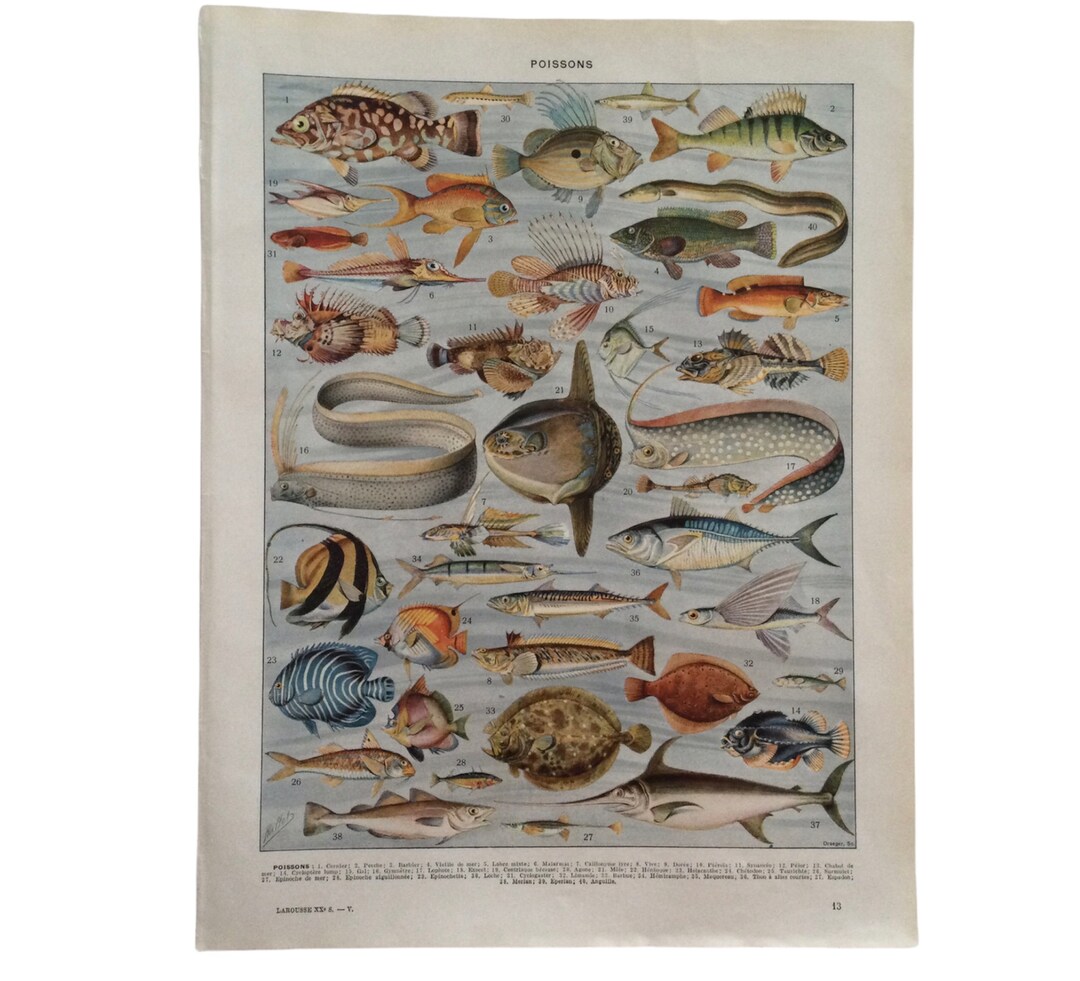 Sea Fish, Ray Eel Tuna Swordfish Fish Poster Old Illustration, Antique ...