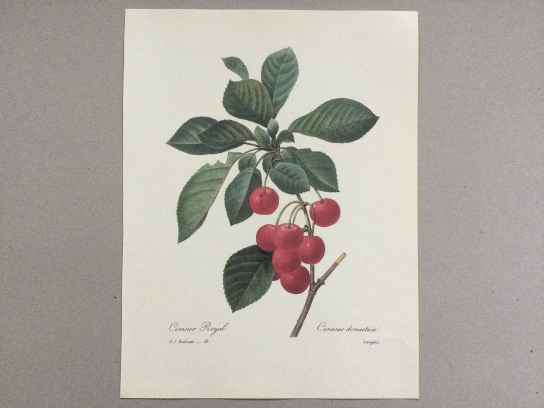 Royal Cherry Tree, Cherry Tree, Cherry, Fruit Poster, Botanical Prints ...