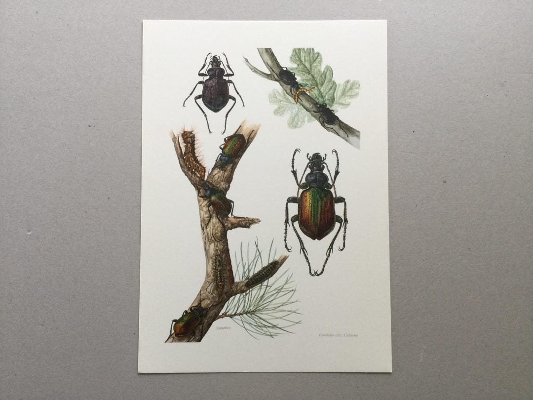 Insects Calosome Sycophant, Beetles, Insect Prints, Vintage Print ...