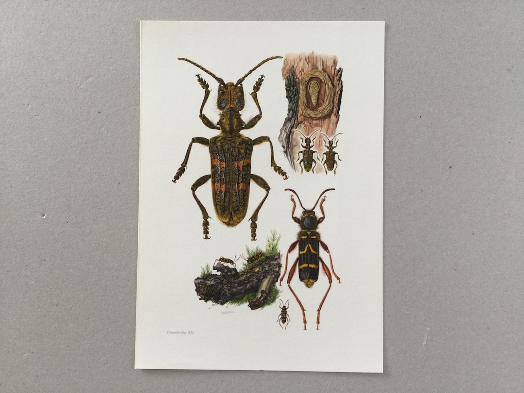 1960 Insects Cerambycidae, Clyte, Coleoptera, Insect Prints, Vintage ...