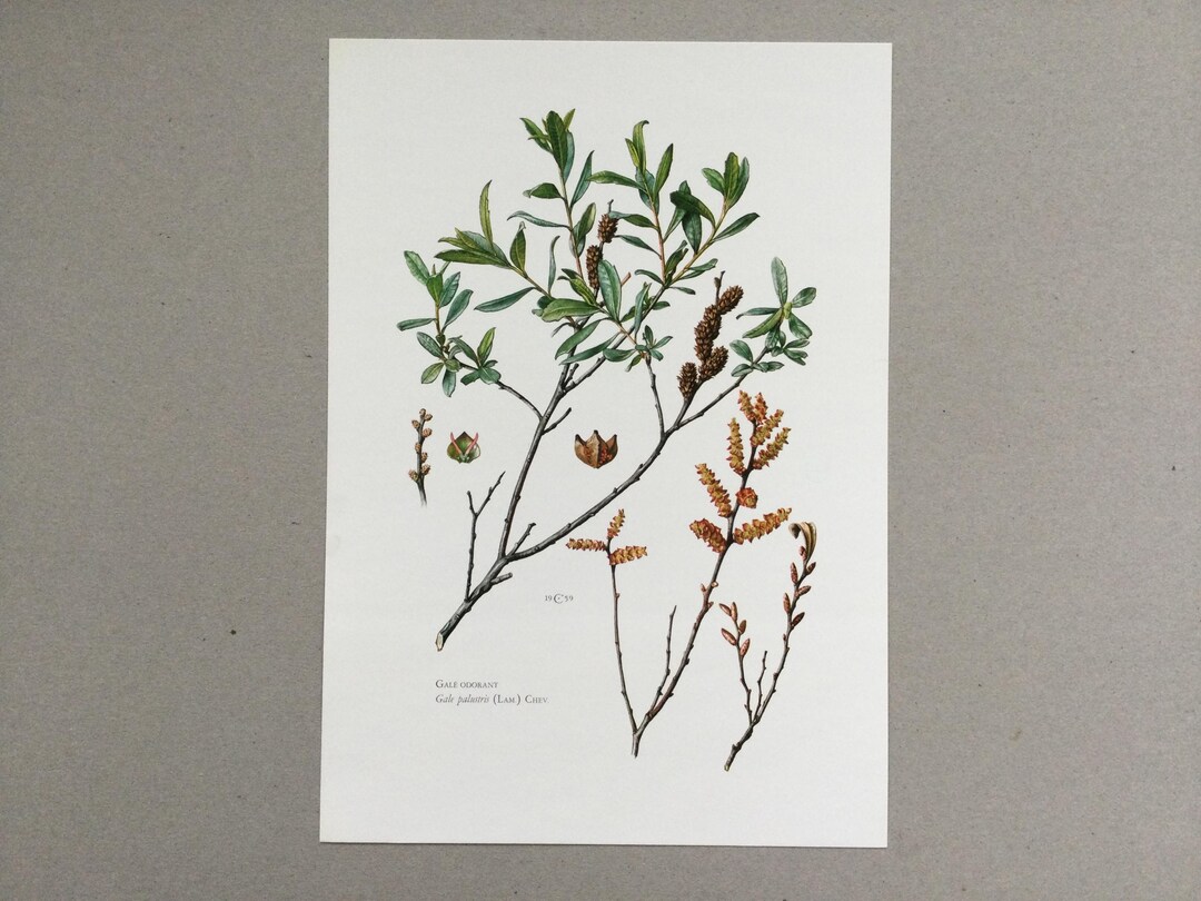 Odorous Mange, Gale Palustris, Trees Forest, Plants Prints Botanical ...