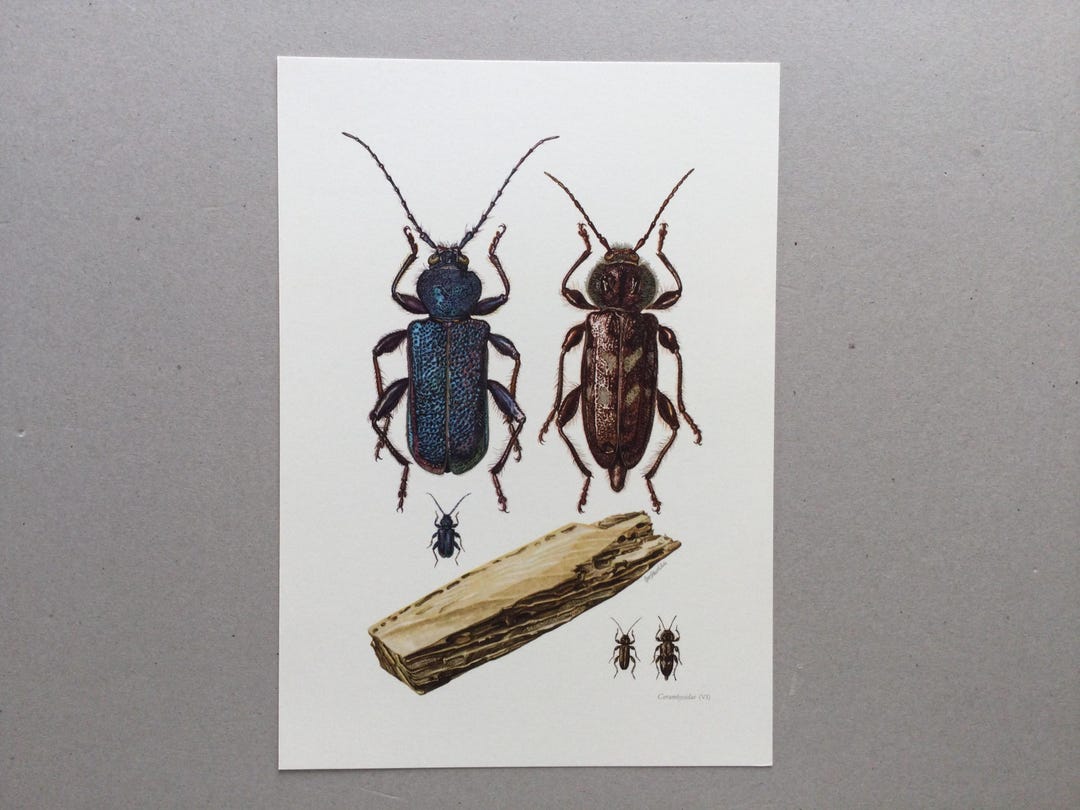 1962 Insects Cerambycidae, Capricorn, Coleoptera, Insect Prints ...