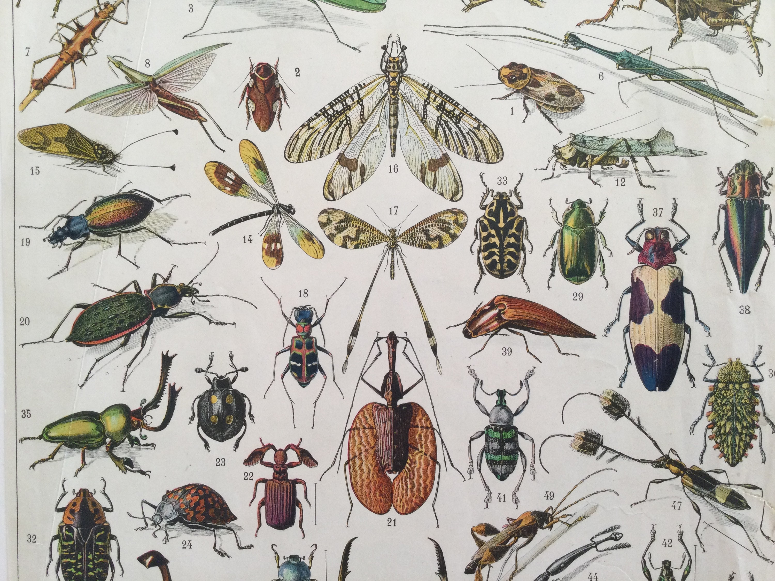 Insects Original Board Old Insect Illustration Beetle, Grasshopper ...