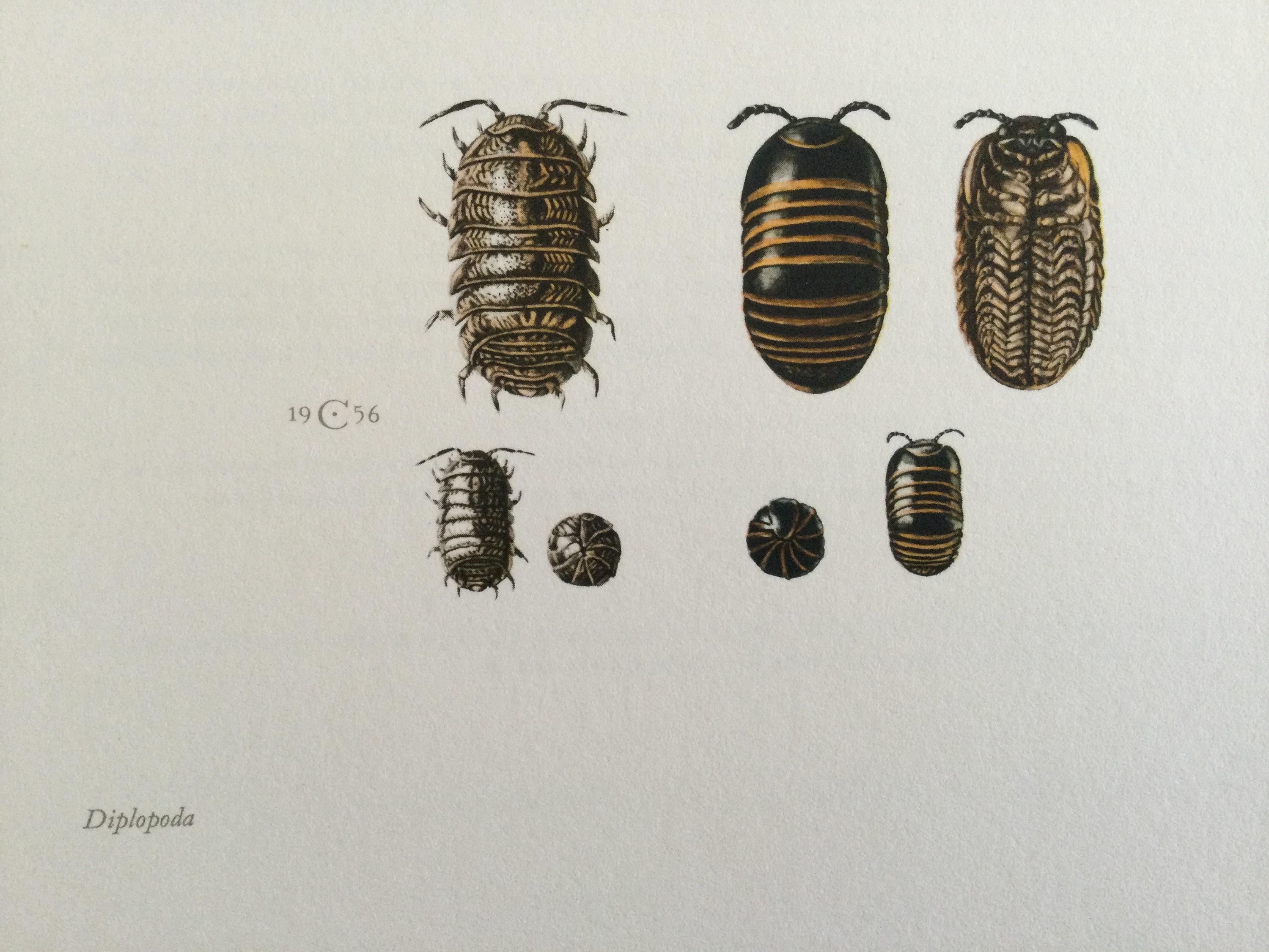 Insects, Centipede, Diplopoda, Beetles, Insects Art Shop Old ...