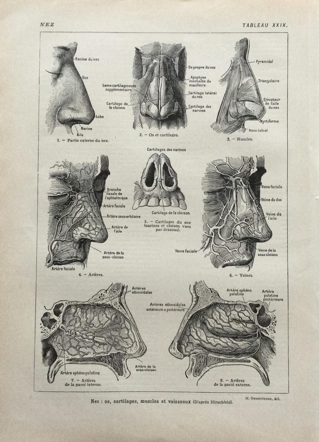 Anatomy of the NOSE, Bones, Muscles of the Nose, Human Body Human Body ...