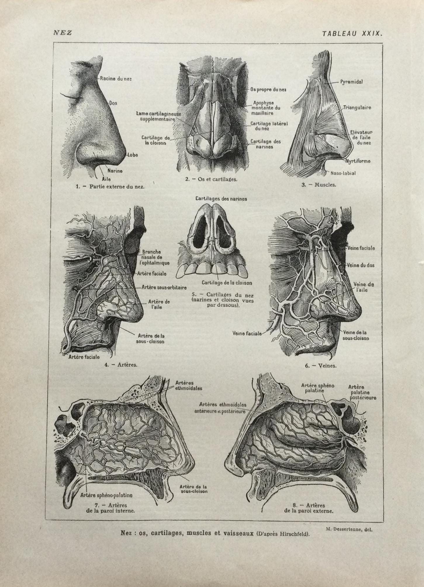 Anatomy of the NOSE, Bones, Muscles of the Nose, Human Body Human Body ...