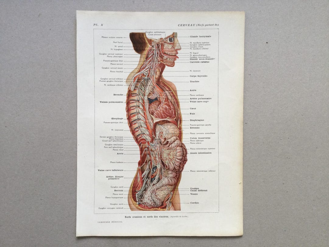 Nerves, Brain, Cranial Nerves, Nerves of the Viscera, Human Body ...