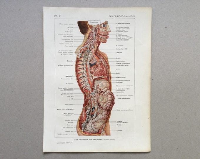 Nerves, Brain, Cranial Nerves, Visceral Nerves, Human Body Anatomy ...