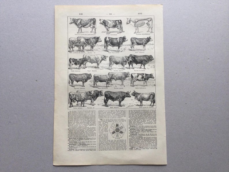 Beef, Cow, Cow Breeds, Beef Breed, Bulls, Old Illustration, Larousse ...