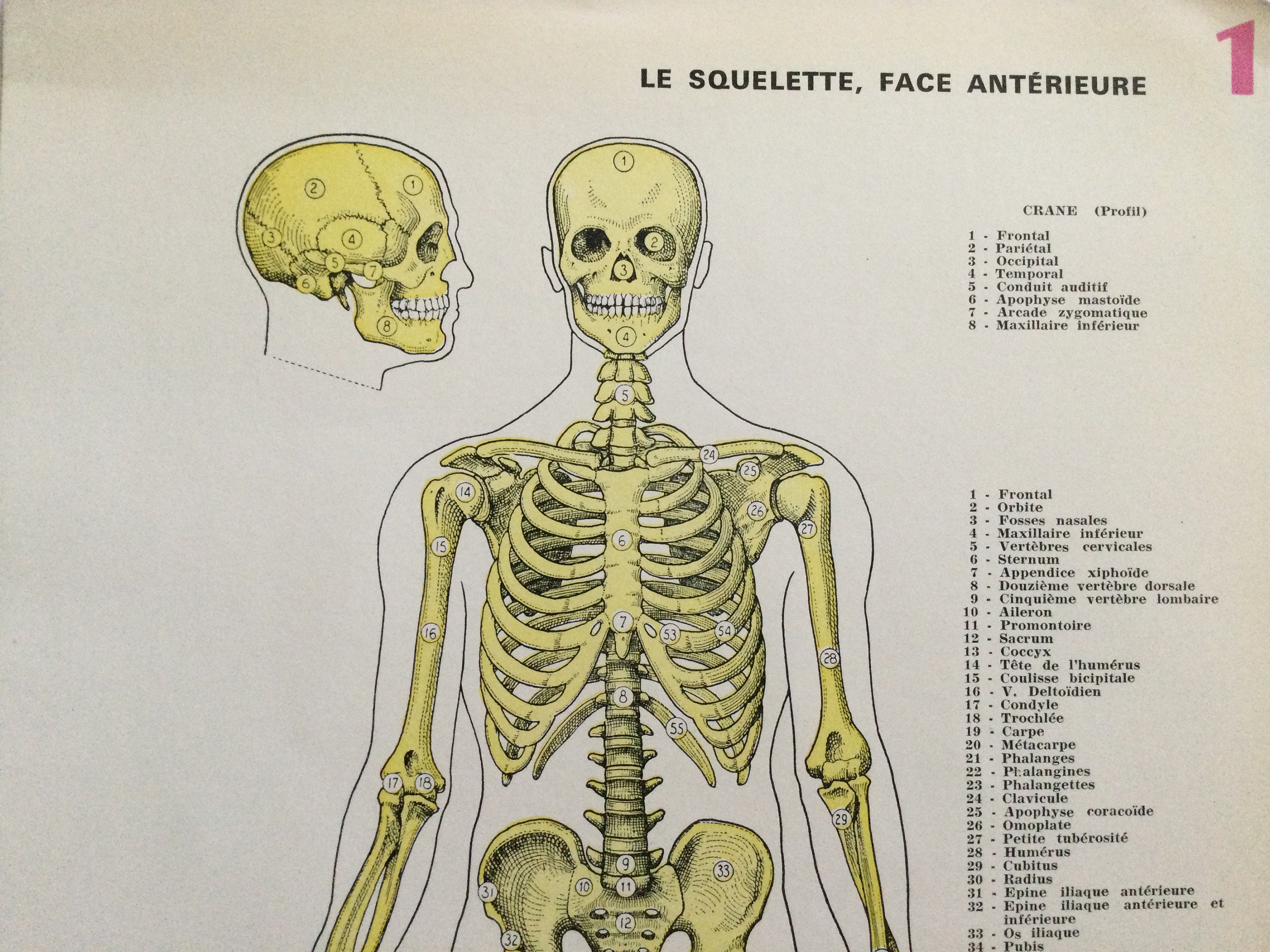 Original Skeleton Board, Human Anatomy, Human Skeleton, Biology ...