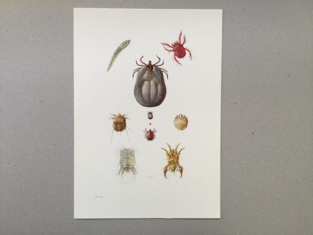Spiders, Acari, Mites, Arachnids, Vintage Print Insects, Vintage Prints ...