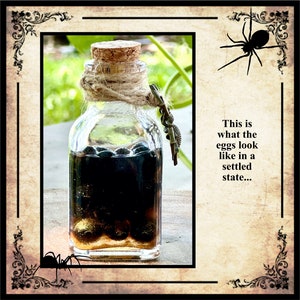 Spider Eggs - From the Enchanted Potion Collection - Etsy