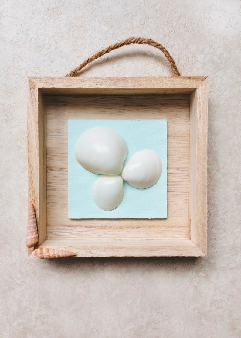 Seashell Shadowbox: Handpicked Beachcomber Art, Coastal Wall Decor - Etsy