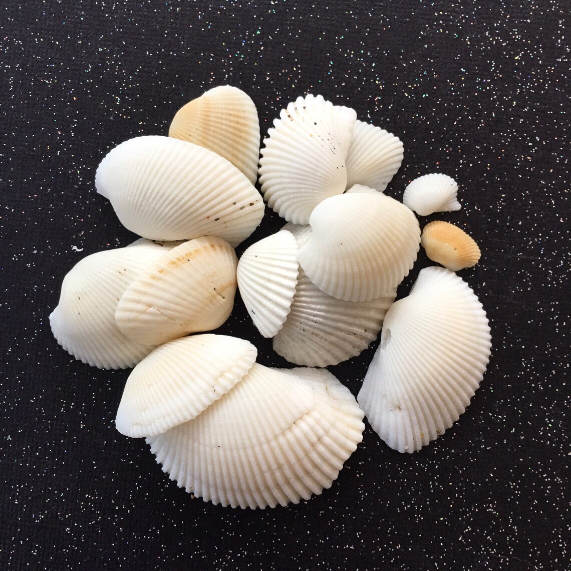 Atlantic Cut Ribbed Eared Ark Clam Shells Lot East Florida | Etsy