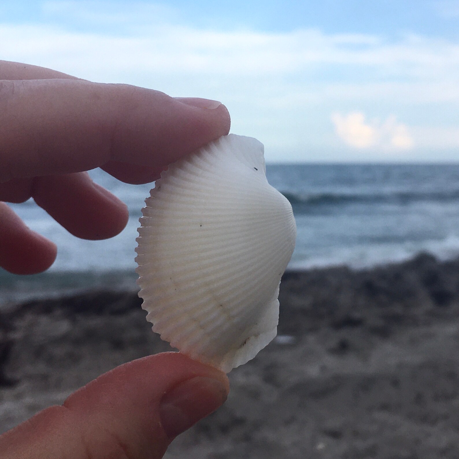 Atlantic Cut Ribbed Eared Ark Clam Shells Lot East Florida | Etsy