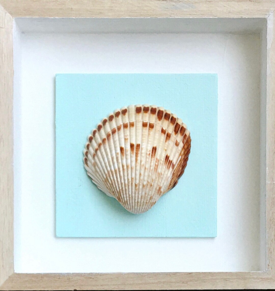Handpicked Seashell Shadow Box - Beachcomber Art - Mermaid Room ...