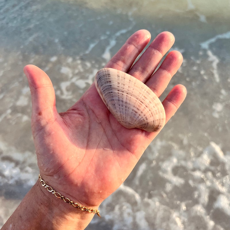Seashell Hair Clip - Etsy
