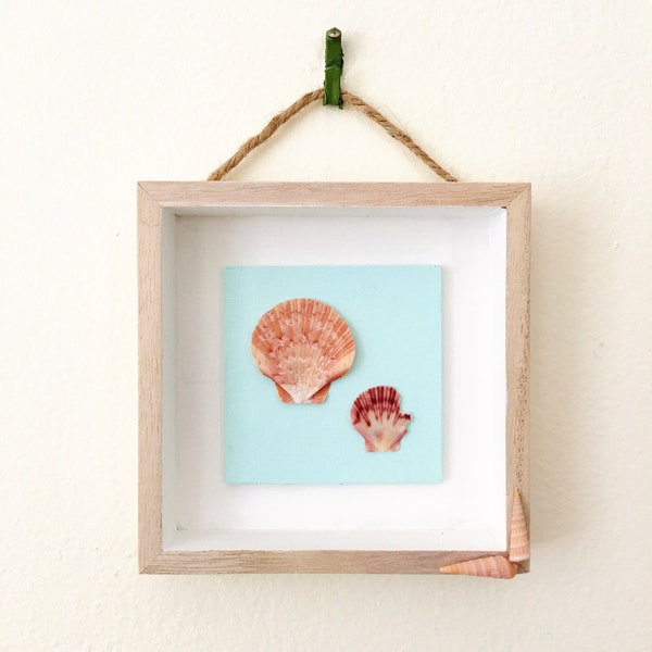 Florida Rare Shells - Etsy