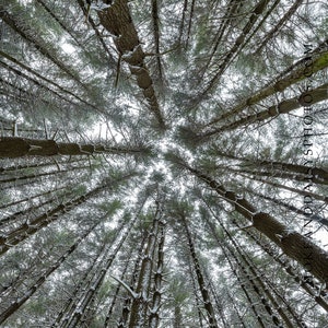 Pine Trees Looking up Print - Oak Openings Pine Forest - Nature ...