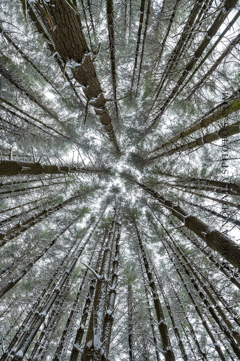 Pine Trees Looking up Print - Oak Openings Pine Forest - Nature ...