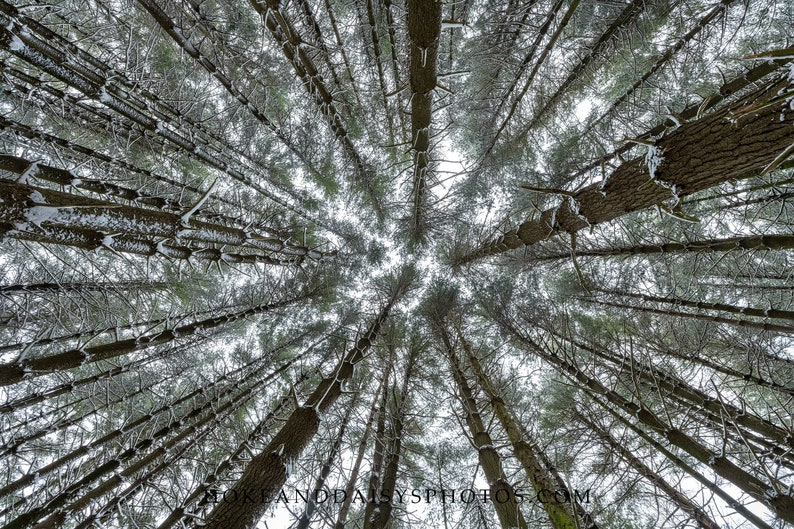 Pine Trees Looking up Print - Oak Openings Pine Forest - Nature ...