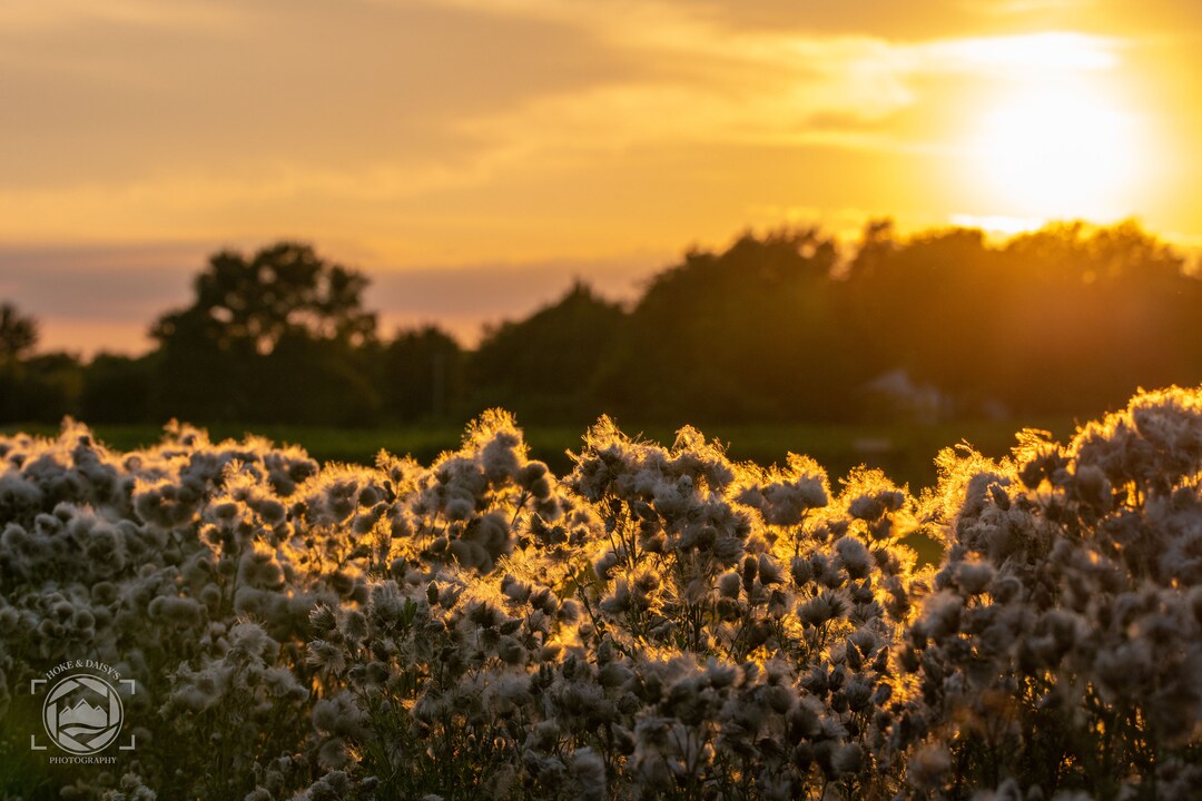 Golden Cotton Sunsets in Rural Ohio / Sunny Nature Landscape ...