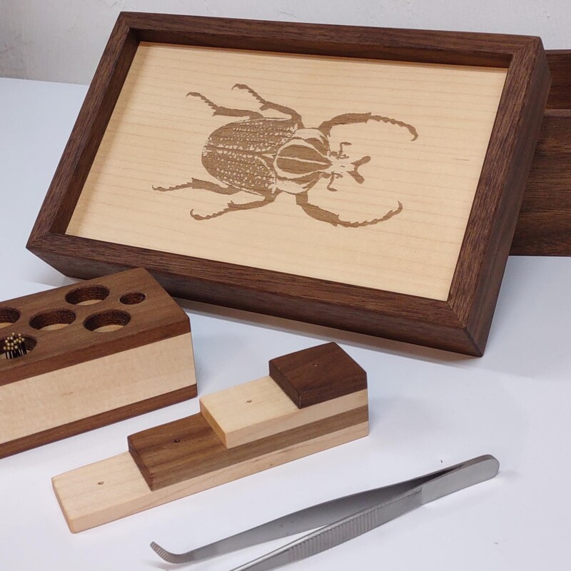 Insect Collection - Etsy