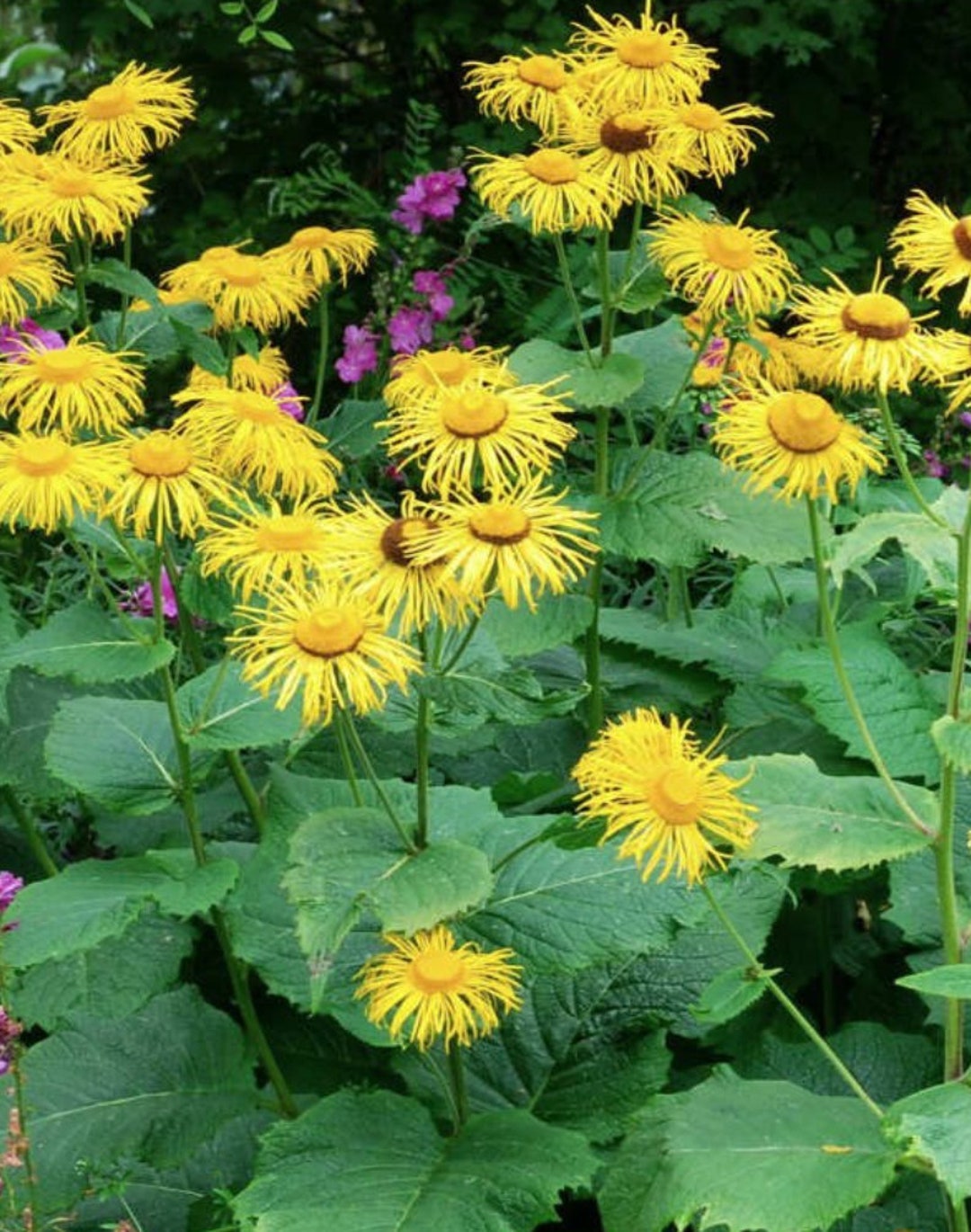 Inula, Yellow Perrenial, Rare Perrenial, Bee Loving Flower, Pollinators ...