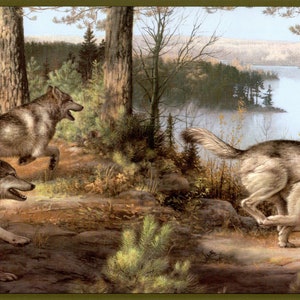 Country Nature Wilderness Woodland Wildlife Wolf Pack Wolves Wild ...