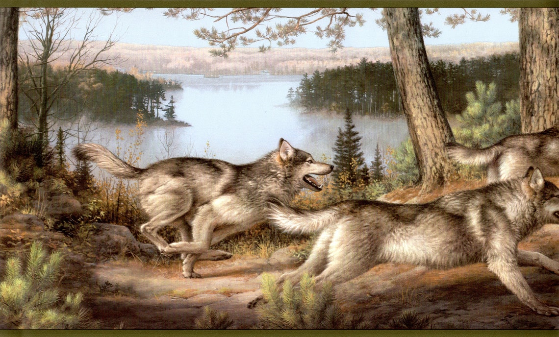 Country Nature Wilderness Woodland Wildlife Wolf Pack Wolves Wild ...