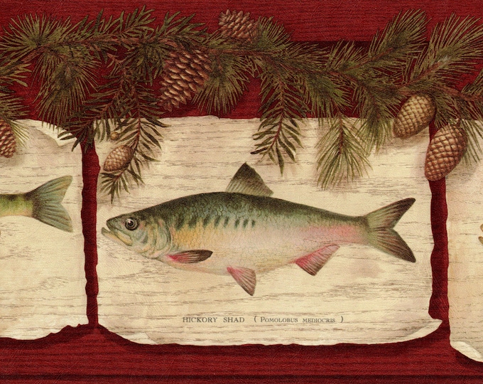 Rustic Fishing Wallpaper Border, Mounted Fish Perch Shad Sunfish on ...