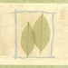 Contemporary Leaf Wallpaper Border Green Pressed Leaves Wallpaper ...