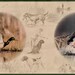 Country Nature Wilderness Wild Ducks Hunting Wallpaper Border, Pre ...