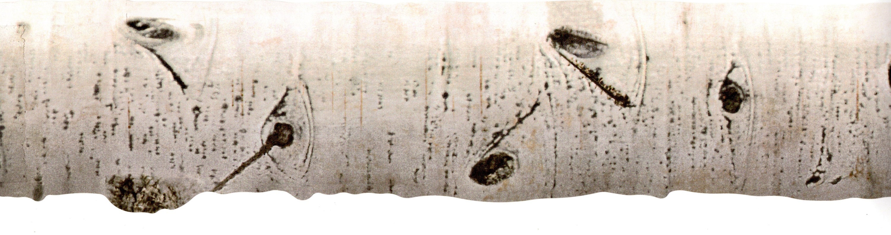 Birch Tree Look Wallpaper Border 4 Inch, Nature Inspired Abstract Wall ...